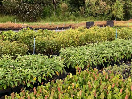 Produção de Mudas Florestais Nativas em nosso Viveiro