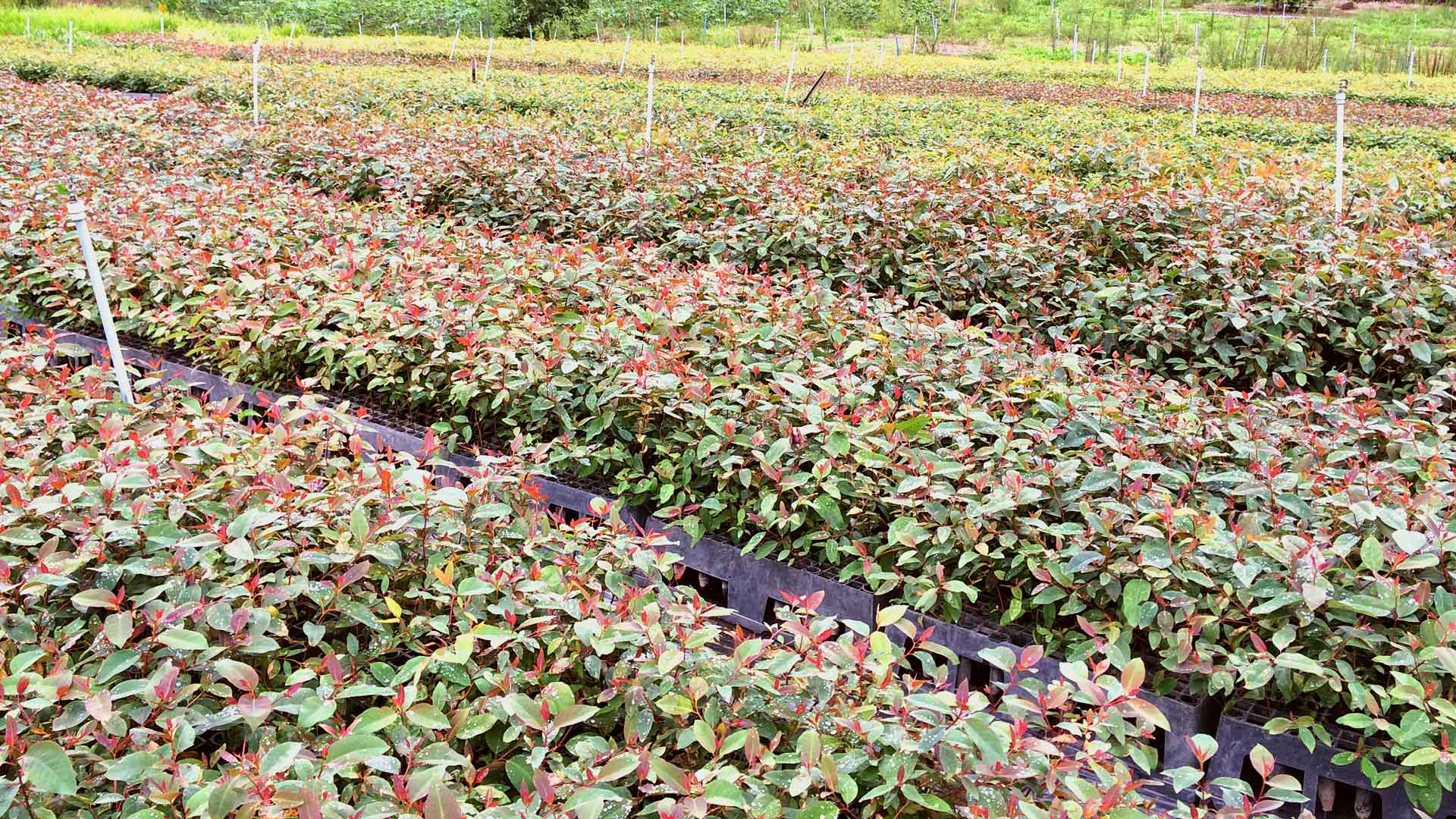 Sistema de Produção de Mudas de Eucalipto Clonado da GOS Florestal