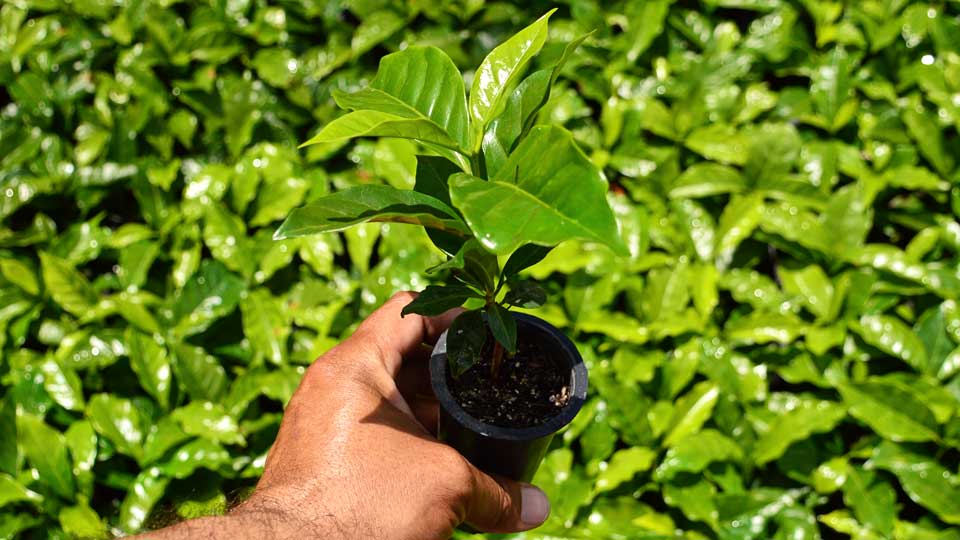 Produção e comercialização de mudas de café em tubetes